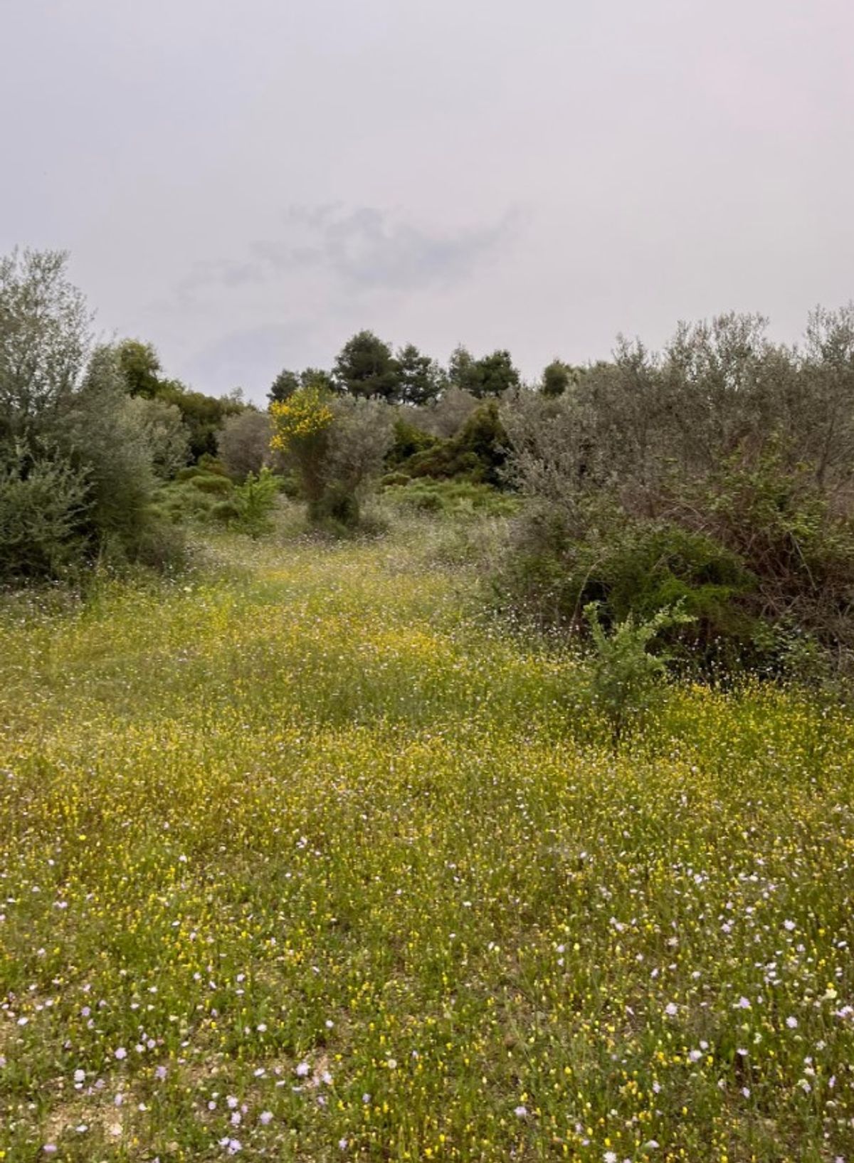 Field, 15555 sqm, Saronikos | IAuction